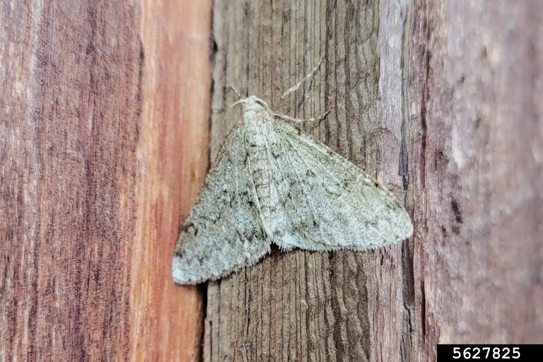 toothed phigalia moth (Phigalia denticulata Hulst, 1900)