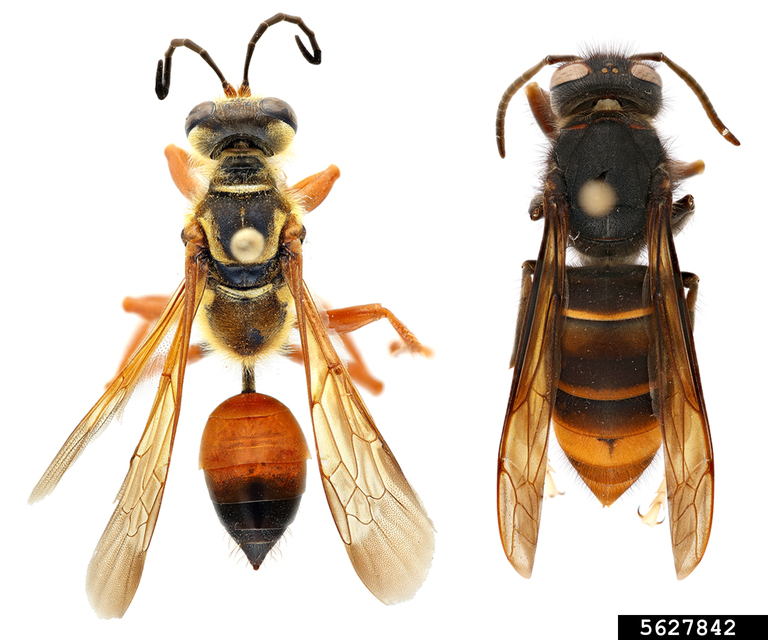 Vespa Velutina Trapping The Yellow Legged Hornet Véto Pharma