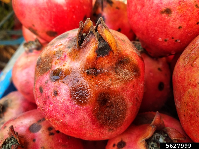 bitter rot and anthracnose (Colletotrichum gloeosporioides (Penz.) Penz ...