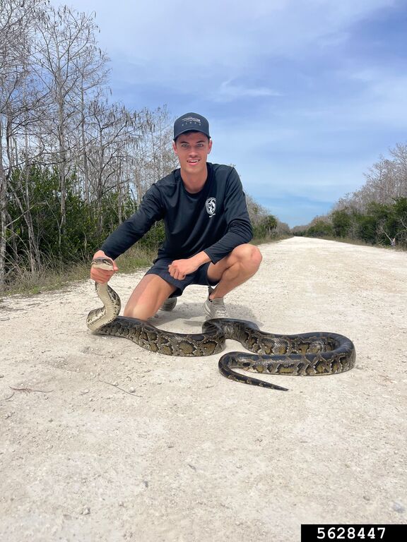 Burmese python (Python molurus ssp. bivittatus)
