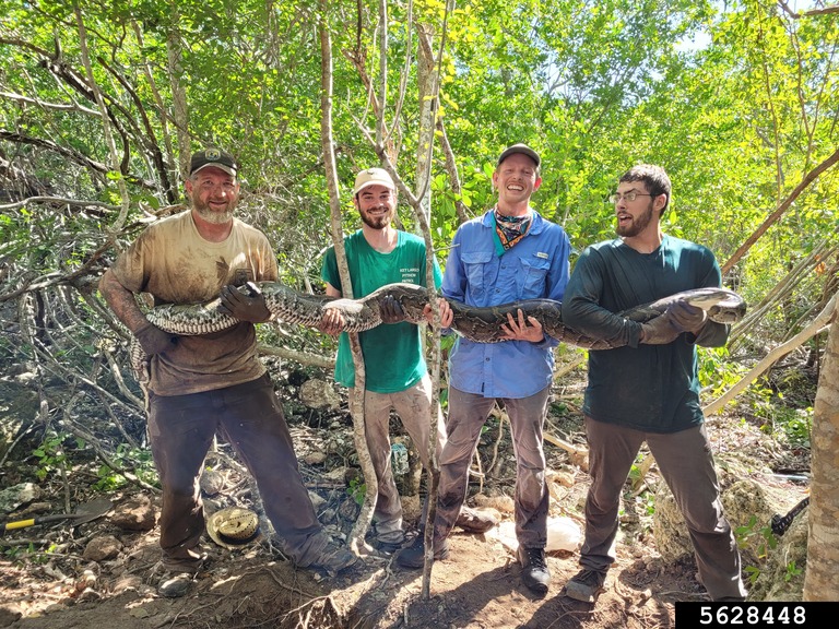 Burmese python (Python molurus ssp. bivittatus)