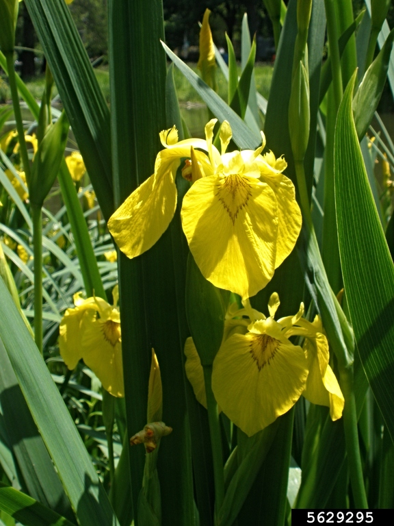 pale yellow iris, yellow flag iris (Iris pseudacorus L.)