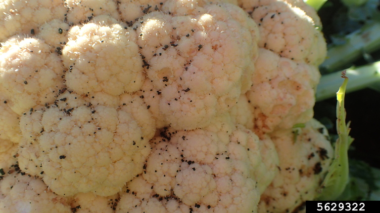 cabbage white, imported cabbage worm (Pieris rapae (Linnaeus))