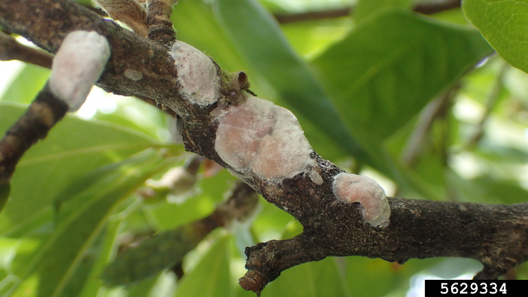 magnolia scale (Neolecanium cornuparvum (Thro))
