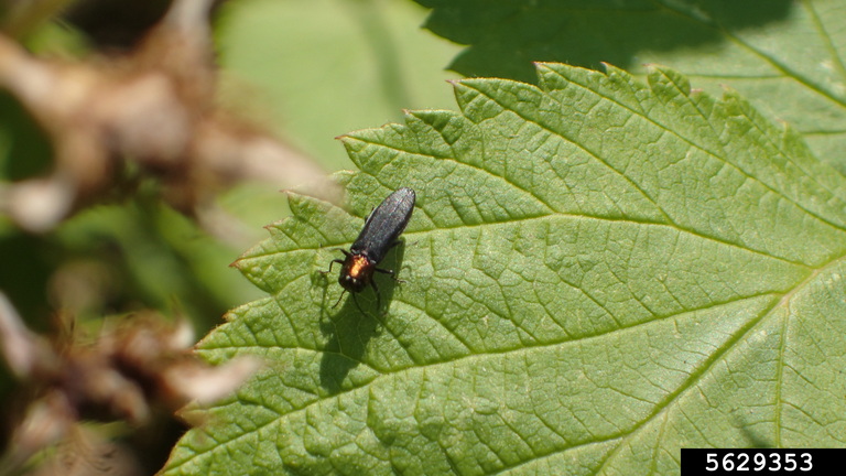 rednecked cane borer (Agrilus ruficollis (Fabricius, 1787))
