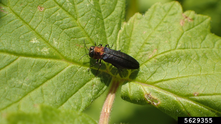 rednecked cane borer (Agrilus ruficollis (Fabricius, 1787))