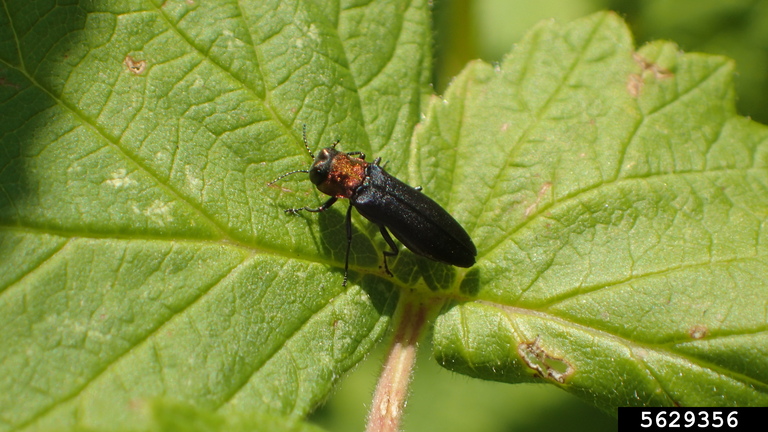 rednecked cane borer (Agrilus ruficollis (Fabricius, 1787))