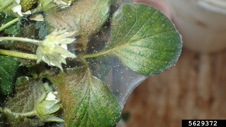 twospotted spider mite (Tetranychus urticae Koch)