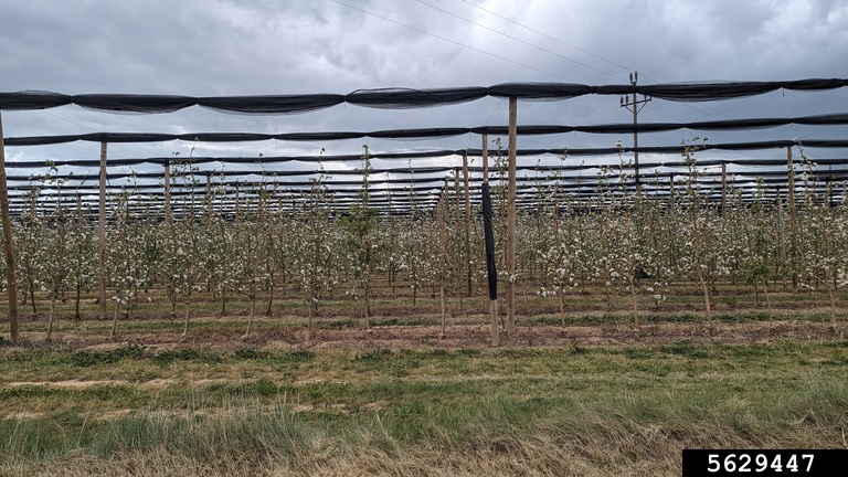 paradise apple (Malus pumila P. Mill.)