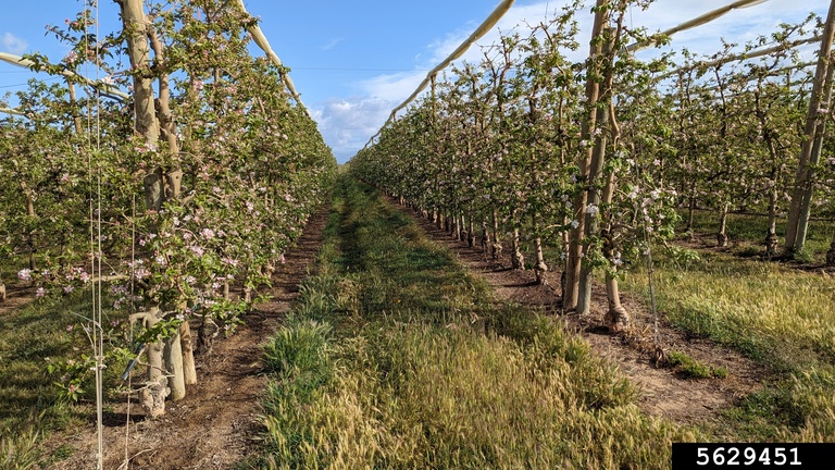 paradise apple (Malus pumila P. Mill.)
