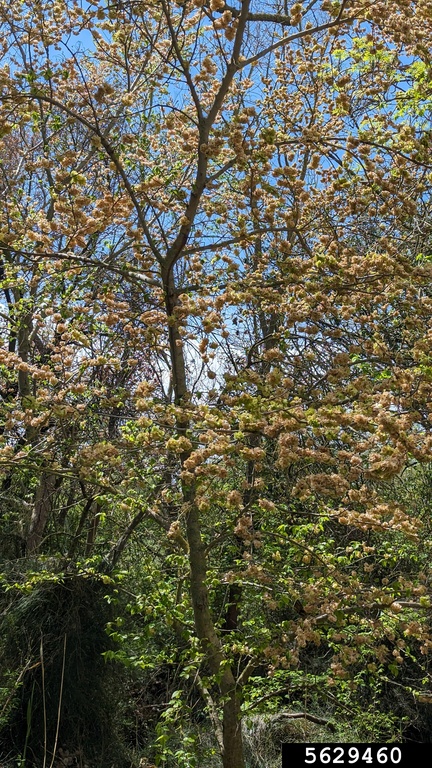 European field elm (Ulmus minor Mill.)