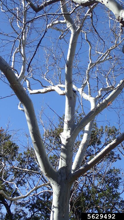 Arizona sycamore (Platanus wrightii S. Watson)