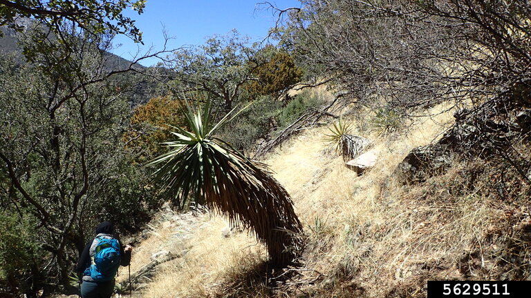 mountain yucca (Yucca madrensis Gentry)