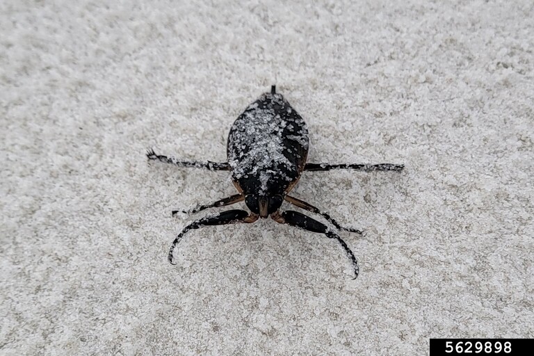 Eastern toe-biter (Benacus griseus (Say, 1832))