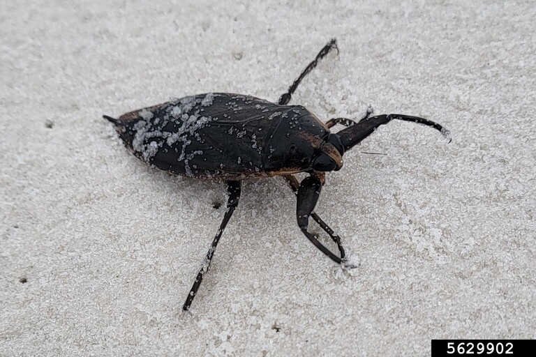 Eastern toe-biter (Benacus griseus (Say, 1832))