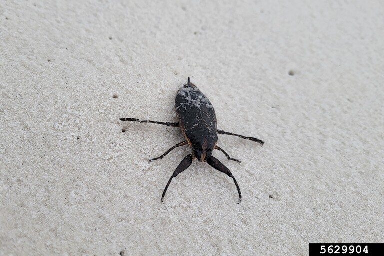 Eastern toe-biter (Benacus griseus (Say, 1832))