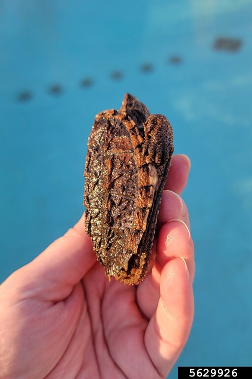 common snapping turtle (Chelydra serpentina (Linnaeus, 1758))