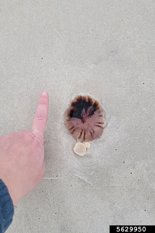 dwarf lion's mane jelly (Cyanea versicolor Agassiz, 1862)