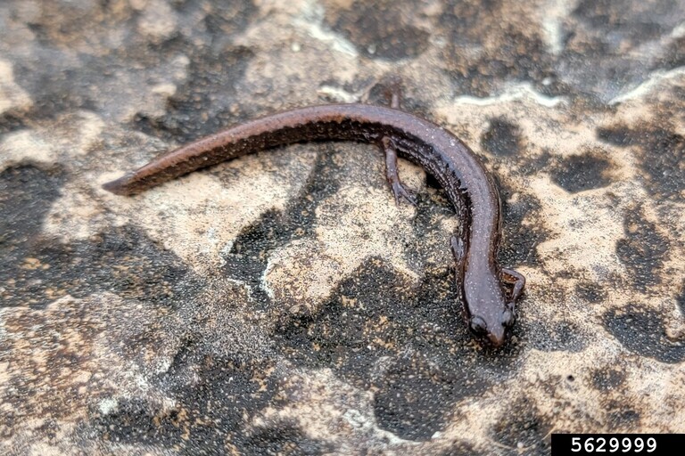 dwarf salamander (Eurycea quadridigitata (Holbrook, 1842))