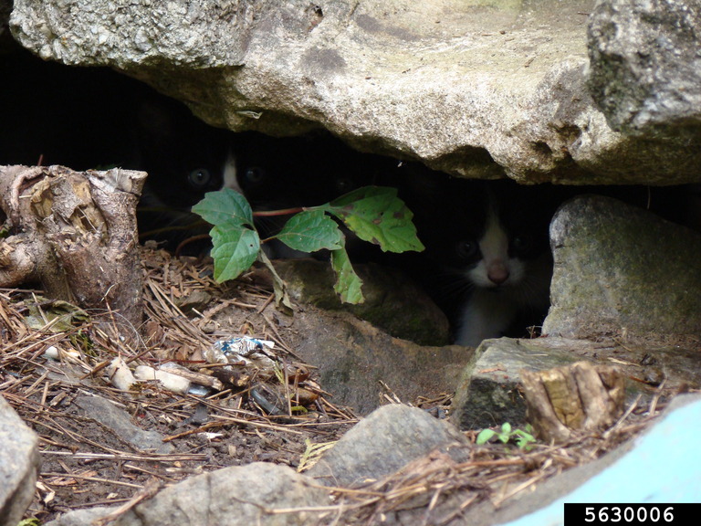 cat (feral) (Felis catus (feral type) Linnaeus)