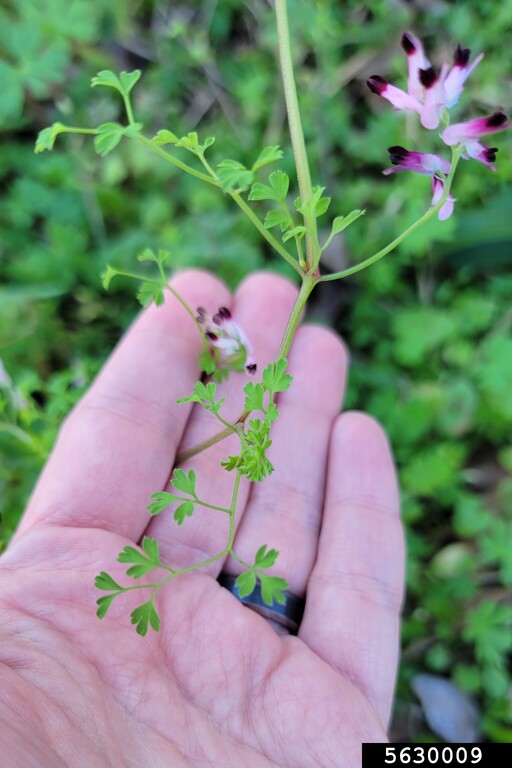 common ramping-fumitory (Fumaria muralis Koch)