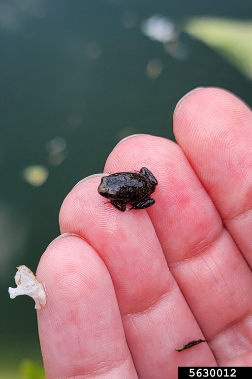 eastern narrow-mouthed toad (Gastrophryne carolinensis (Holbrook, 1835))
