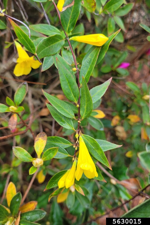 yellow jessamine (Gelsemium sempervirens (L.) St. Hil.)