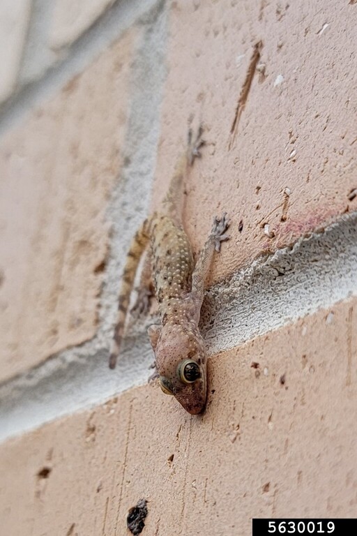 Mediterranean gecko (Hemidactylus turcicus (Linnaeus, 1758))