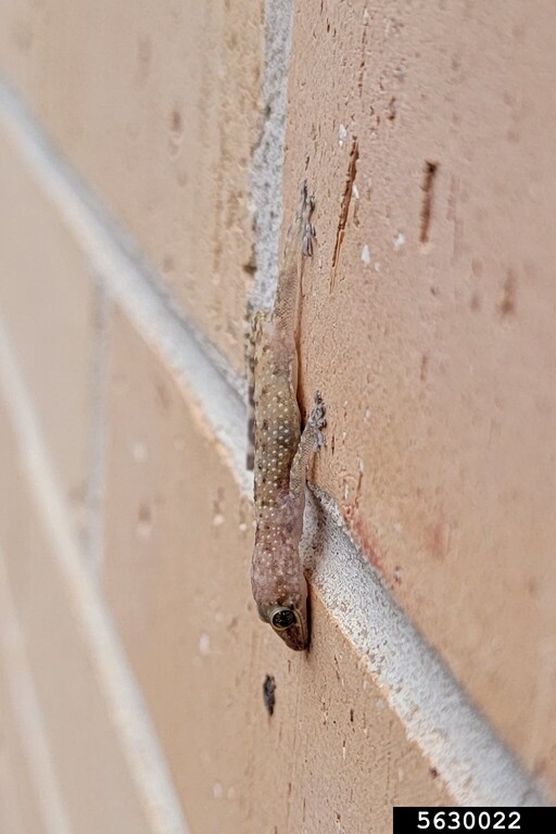 Mediterranean gecko (Hemidactylus turcicus (Linnaeus, 1758))