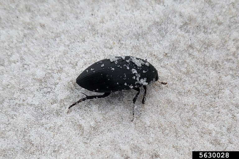 giant water scavenger beetle (Hydrophilus triangularis Say, 1823)