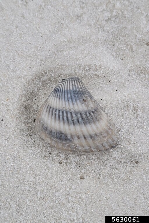 ponderous ark (Noetia ponderosa (Say, 1822))