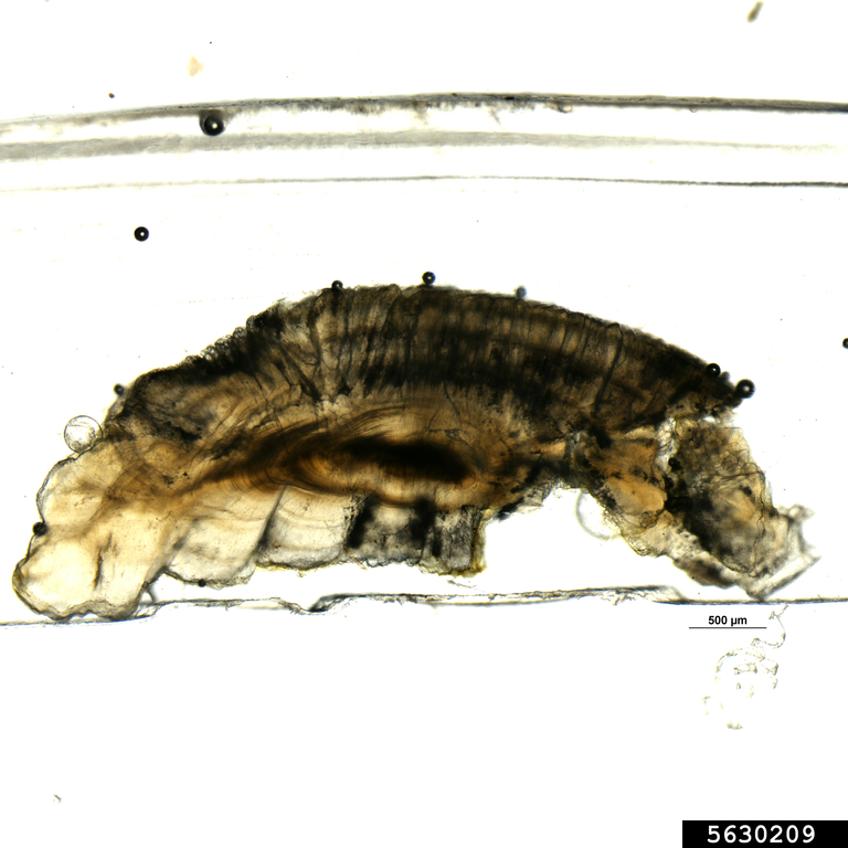 Channel Catfish (Ictalurus punctatus (Rafinesque, 1818))