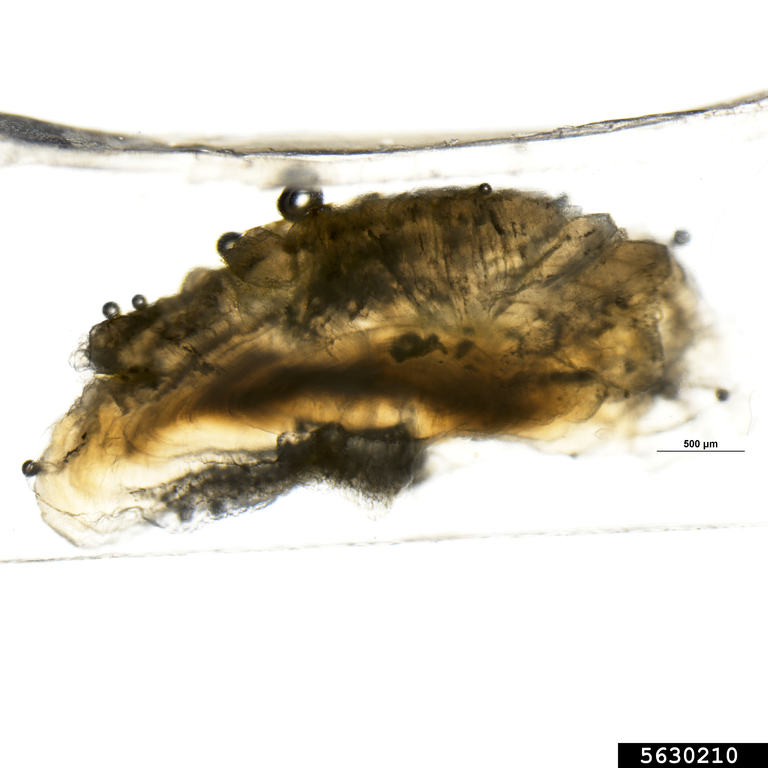 Channel Catfish (Ictalurus punctatus (Rafinesque, 1818))