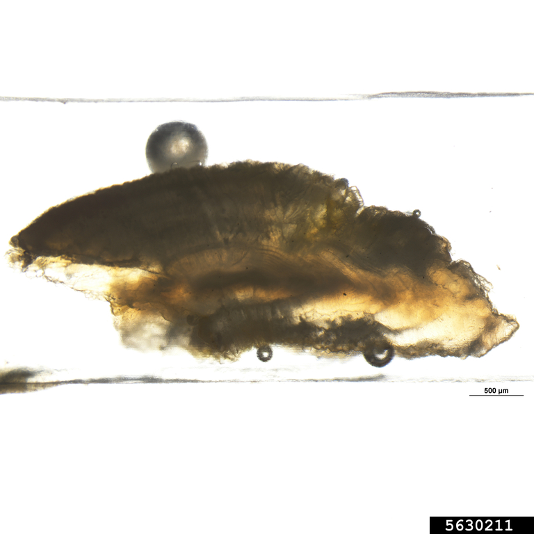 Channel Catfish (Ictalurus punctatus (Rafinesque, 1818))