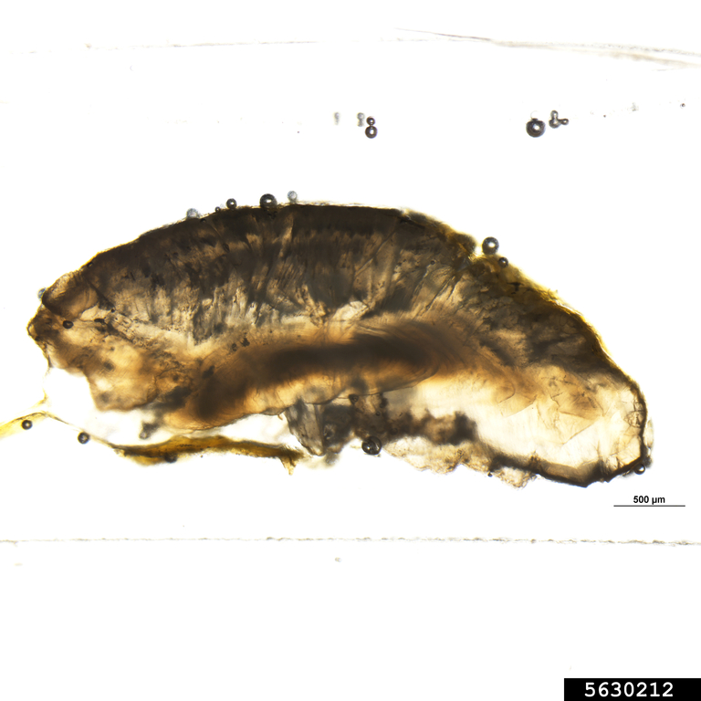 Channel Catfish (Ictalurus punctatus (Rafinesque, 1818))