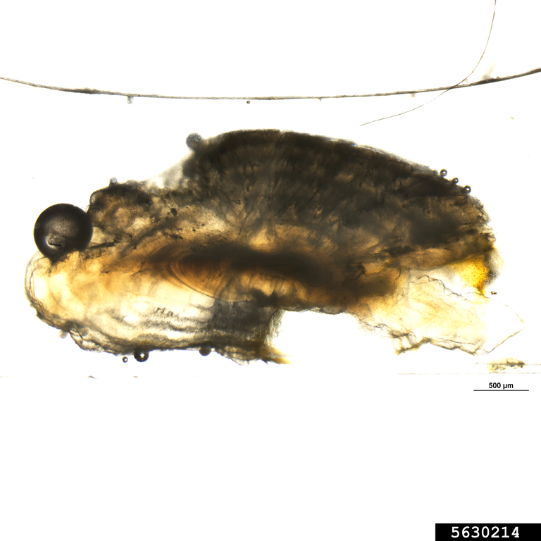 Channel Catfish (Ictalurus punctatus (Rafinesque, 1818))