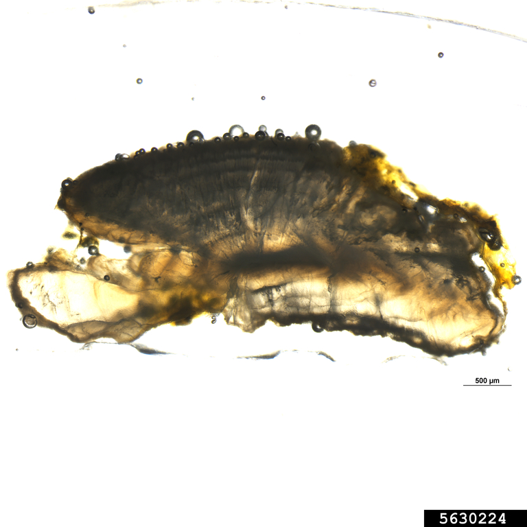 Channel Catfish (Ictalurus punctatus (Rafinesque, 1818))