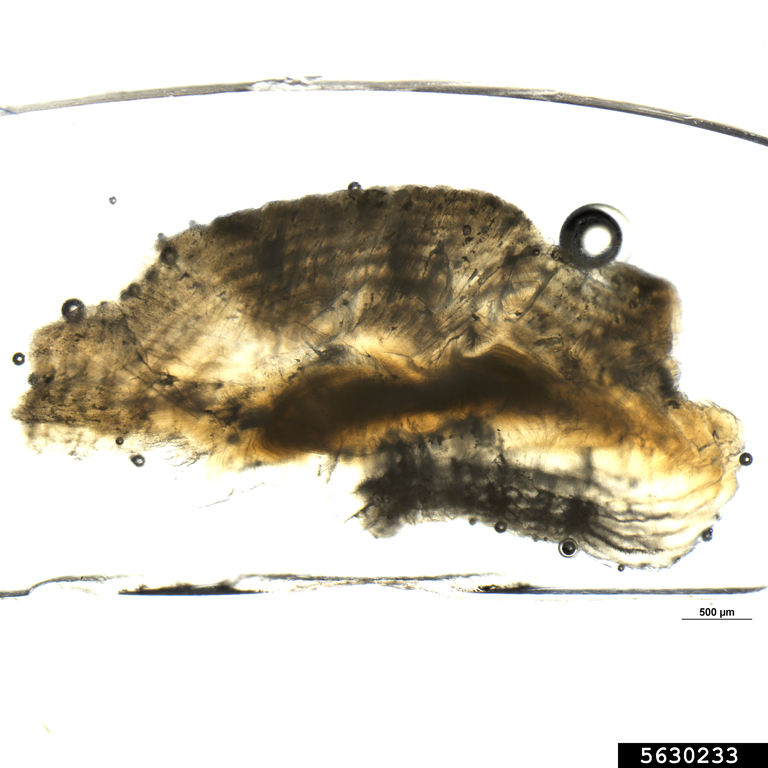 Channel Catfish (Ictalurus punctatus (Rafinesque, 1818))