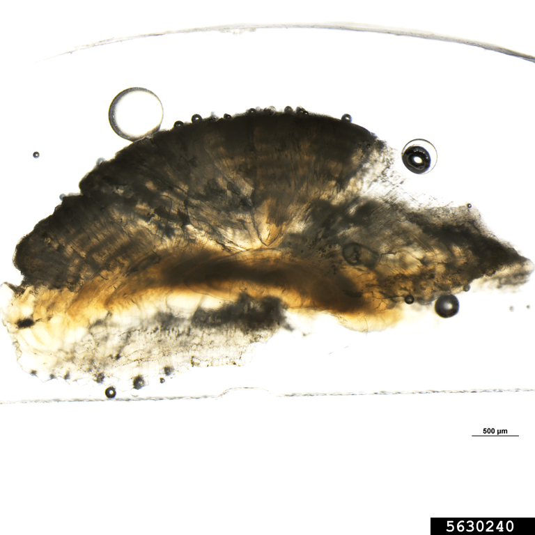 Channel Catfish (Ictalurus punctatus (Rafinesque, 1818))