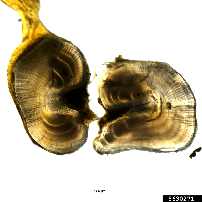 Muskellunge (Esox masquinongy Mitchill, 1824)
