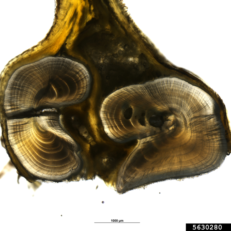 Muskellunge (Esox masquinongy Mitchill, 1824)