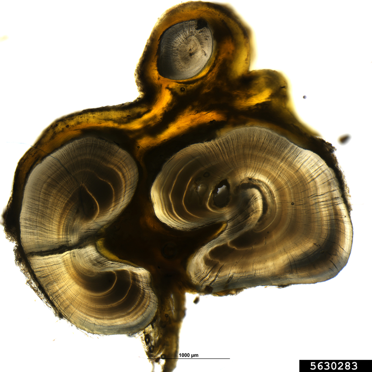 Muskellunge (Esox masquinongy Mitchill, 1824)