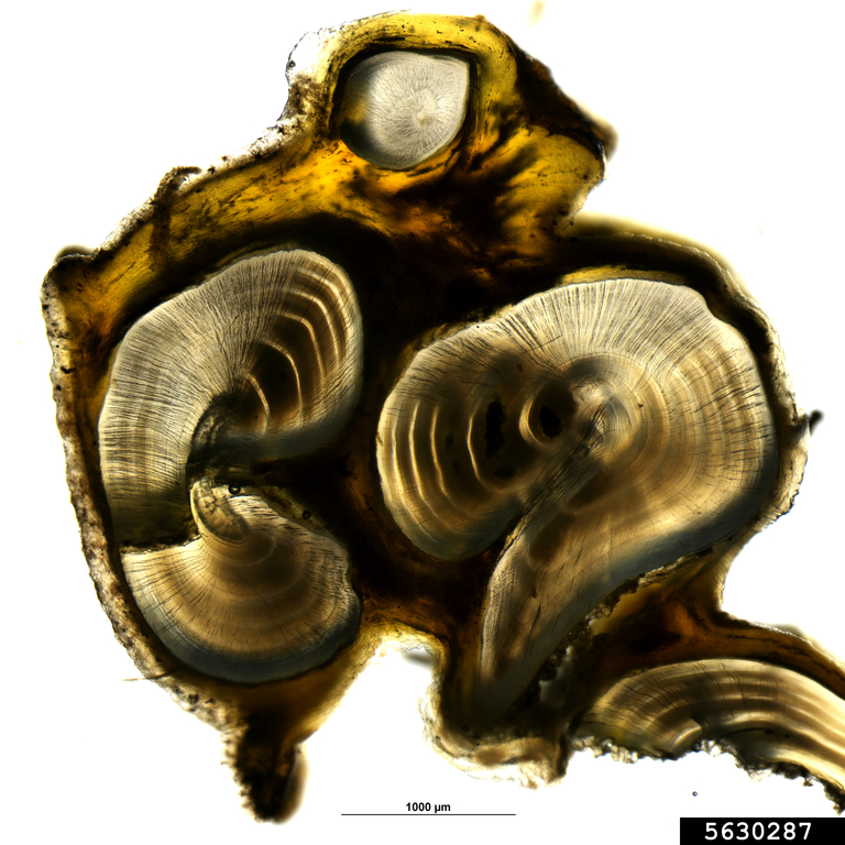 Muskellunge (Esox masquinongy Mitchill, 1824)