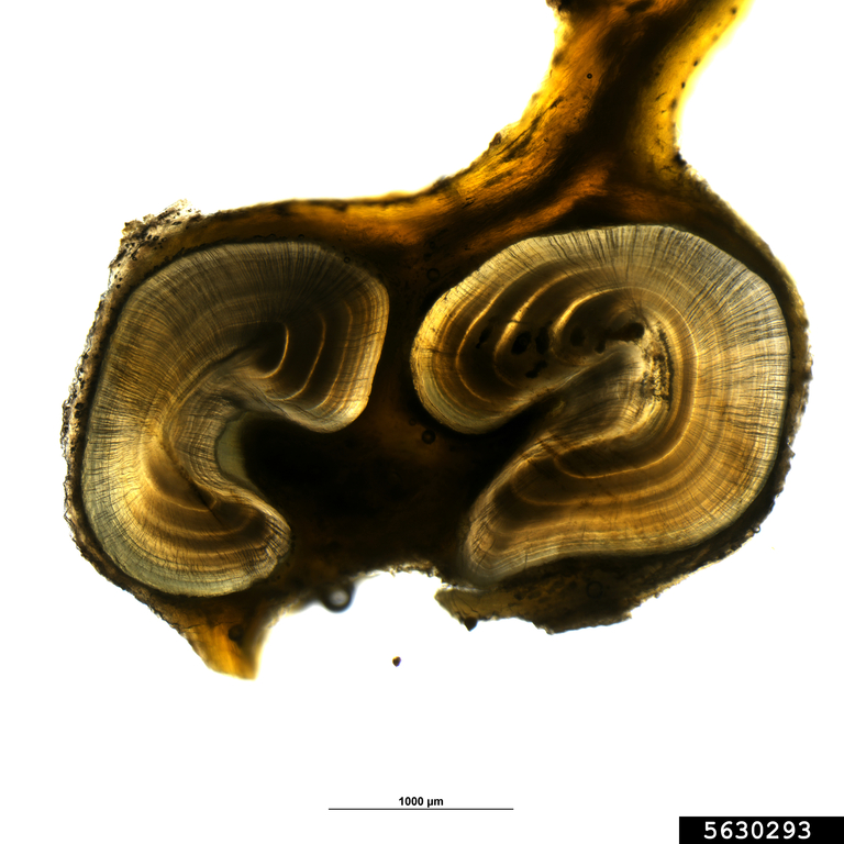 Muskellunge (Esox masquinongy Mitchill, 1824)