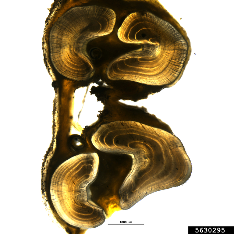 Muskellunge (Esox masquinongy Mitchill, 1824)