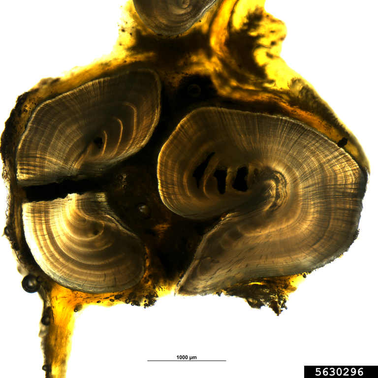 Muskellunge (Esox masquinongy Mitchill, 1824)