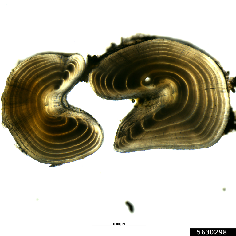 Muskellunge (Esox masquinongy Mitchill, 1824)
