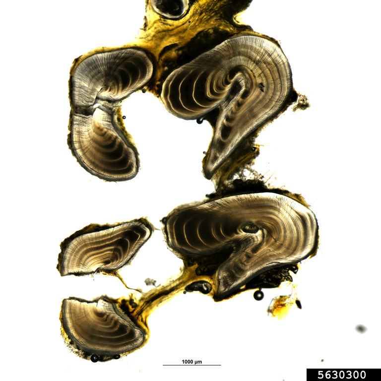 Muskellunge (Esox masquinongy Mitchill, 1824)