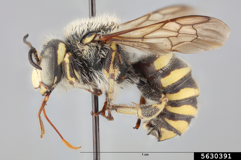 Bee (Trachusa timberlakei (Schwarz, 1928))