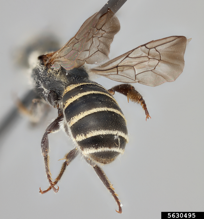 Bee (Chelostoma californicum Cresson, 1878)